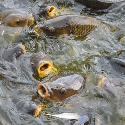 Game, Fish and Boat Commissions await authority to set licensing fees ...