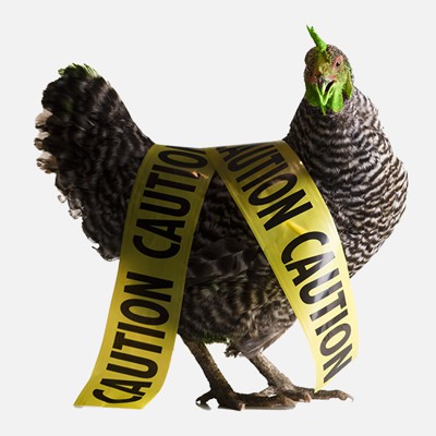 A fowl virus: What the bird flu means for PA agriculture – and how to ...
